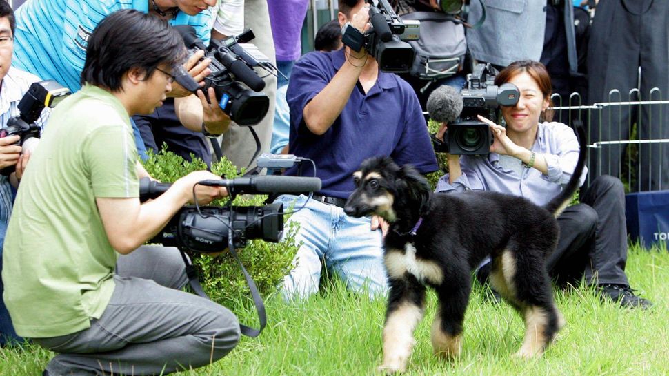 32 of the most famous dogs | PetsRadar