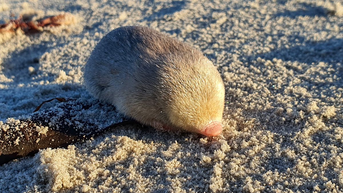 Shimmering golden mole thought extinct photographed and filmed over 80 ...