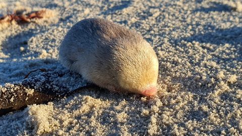 Shimmering golden mole thought extinct photographed and filmed over 80 ...
