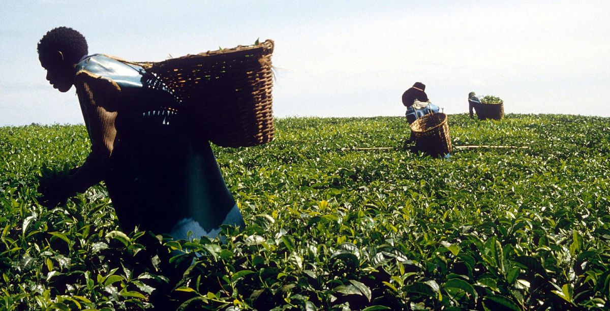 Why the cost of a cup of tea could rise by up to 40 per cent | GoodtoKnow