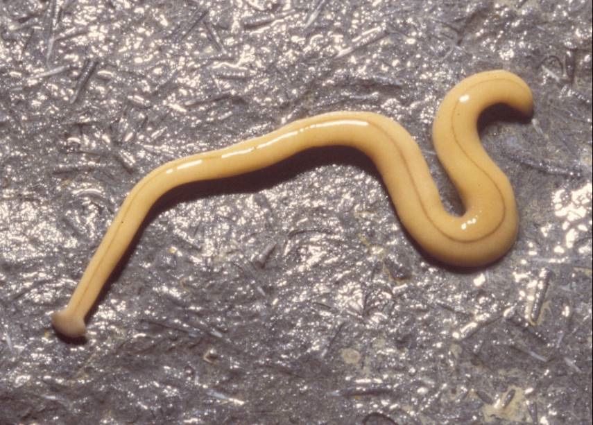 Bizarre Hammerhead Worm with a 'Mustache' Captured on Video | Live Science