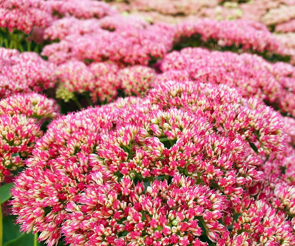 Sedum Savvy: 10 Best Types of Sedum For Sustainable Gardens | Gardening ...