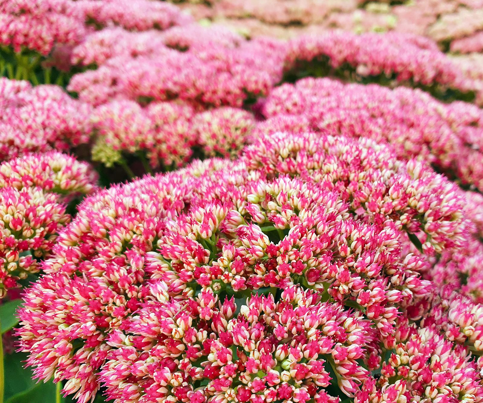 Sedum Savvy: 10 Best Types of Sedum For Sustainable Gardens | Gardening ...