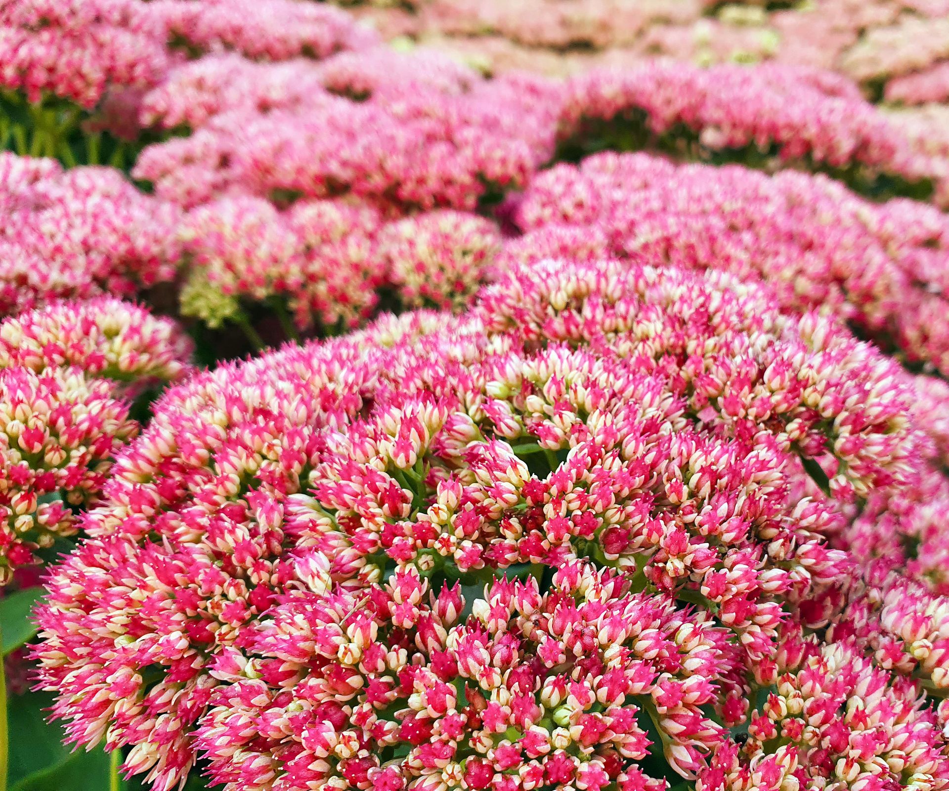 Sedum Savvy: 10 Best Types of Sedum For Sustainable Gardens | Gardening ...