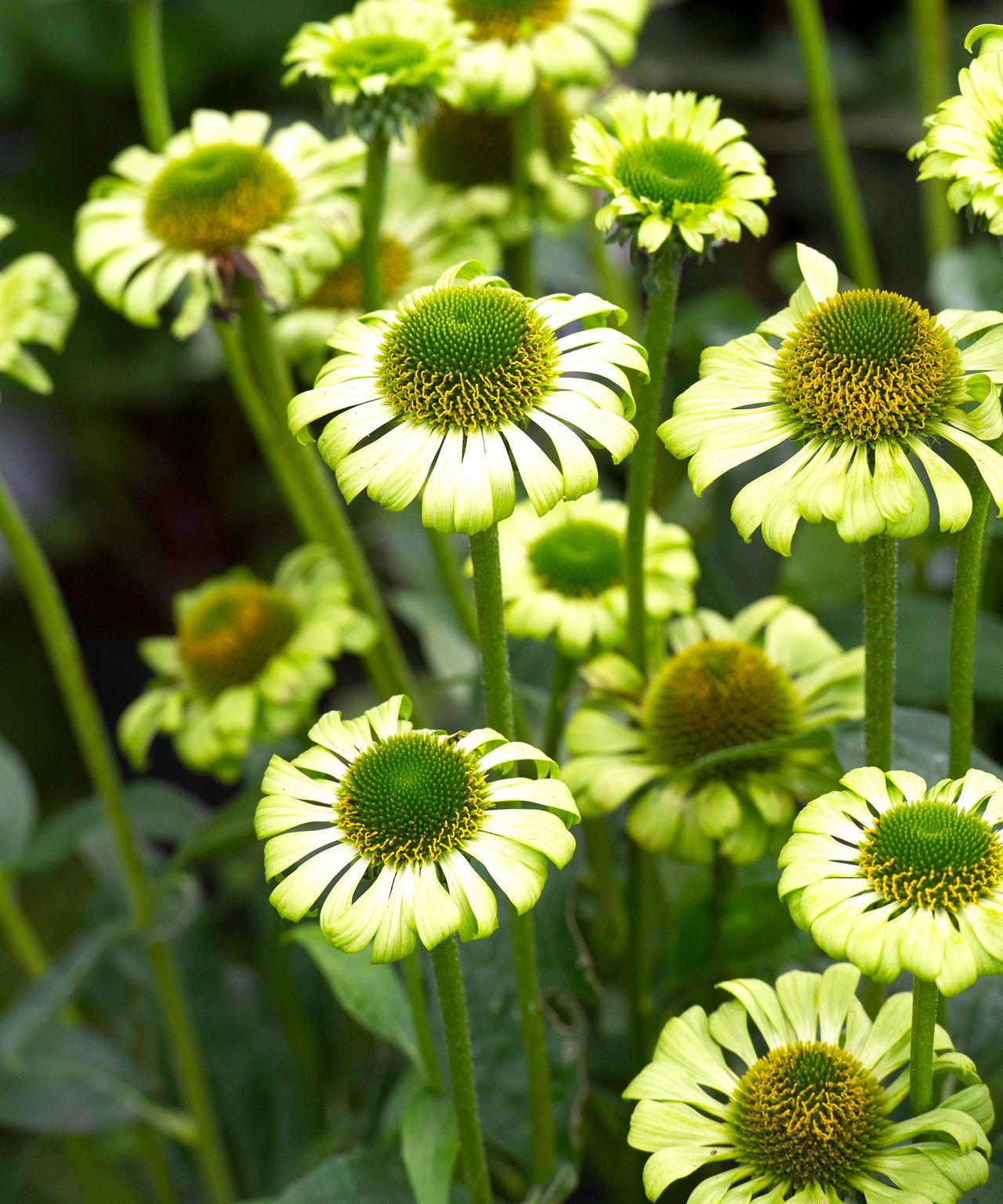 Best coneflower varieties: 15 charming echinaceas for summer | Homes ...