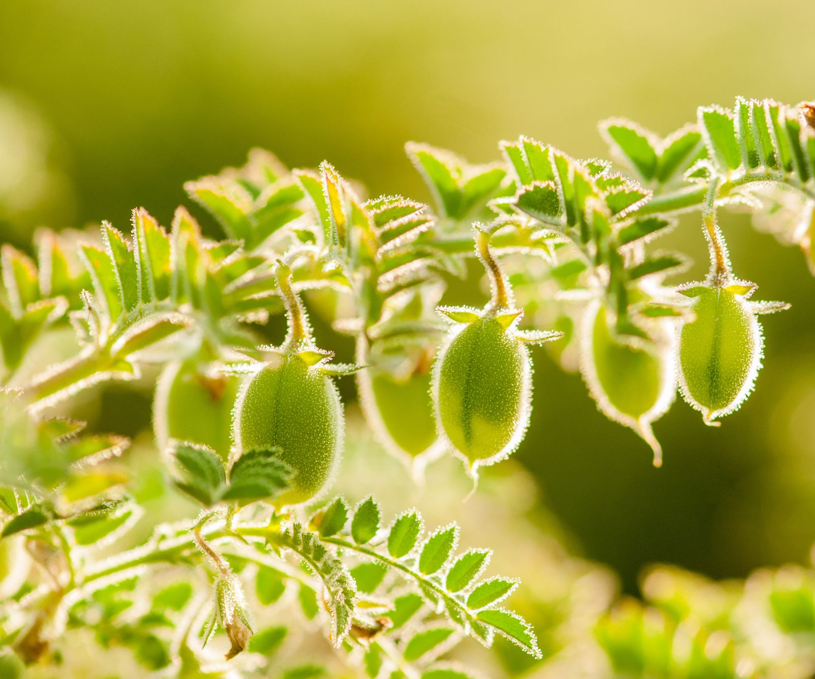 How to grow chickpeas: expert tips to grow garbanzo beans | Homes and ...