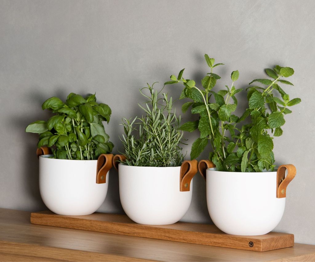 Plants to infuse subtle scents into your home | Homes and Gardens