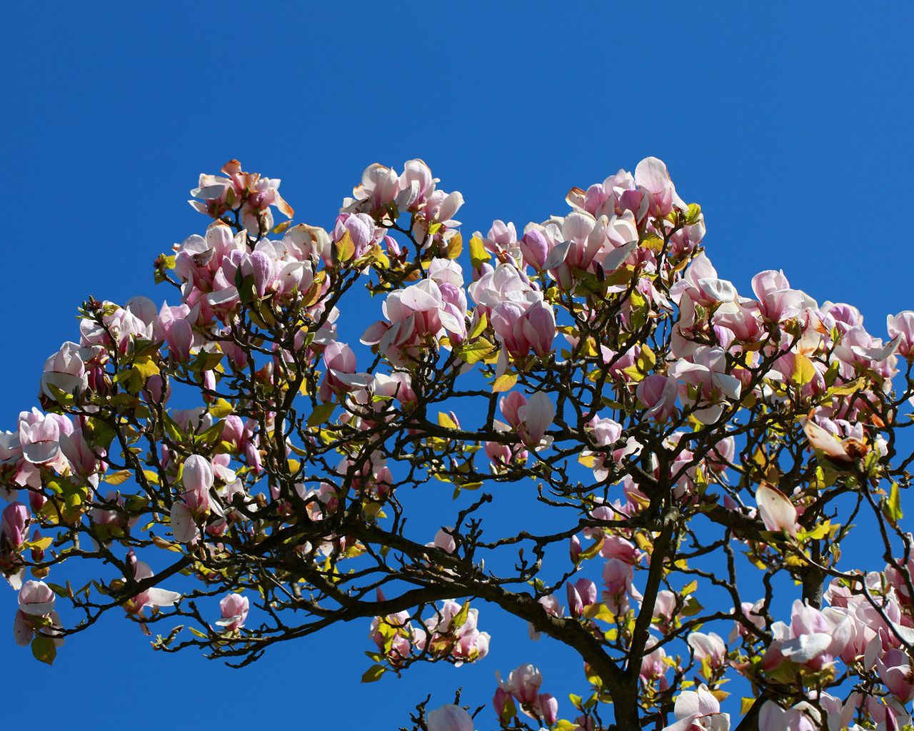 How to plant a magnolia tree: an easy step-by-step guide | Gardeningetc