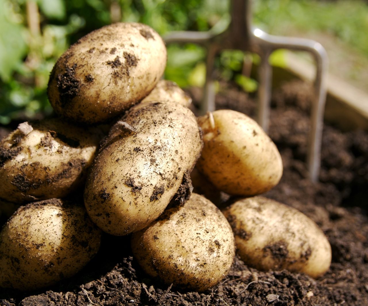 How to grow bigger potatoes - expert tips for large crops | Homes and ...