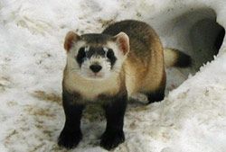 Facts About Ferrets | Live Science