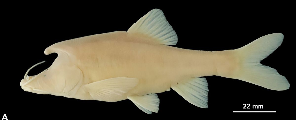 Unicorn-like blind fish discovered in dark waters deep in Chinese cave ...
