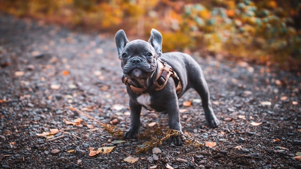 23 quietest dog breeds that make peaceful companions | PetsRadar