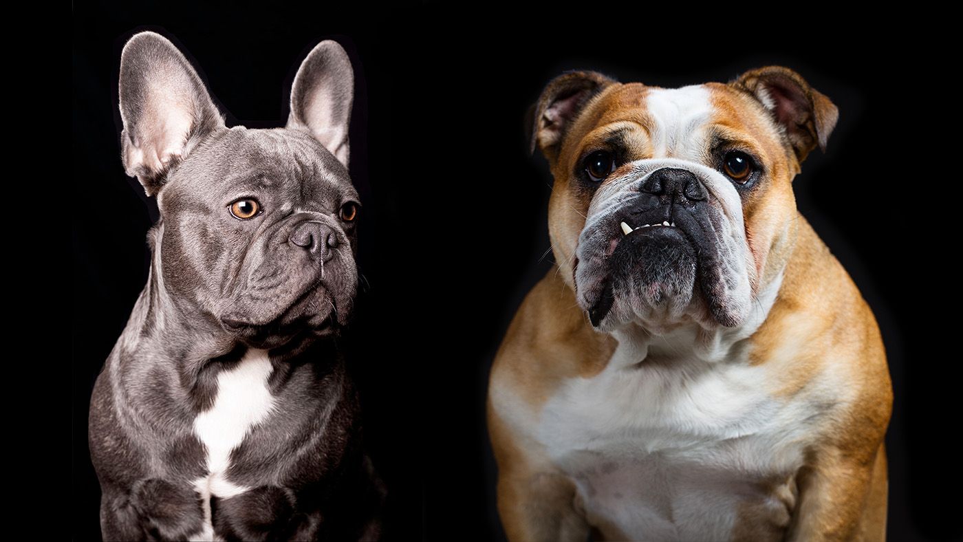 French Bulldog vs. English Bulldog: A breed comparison | PetsRadar