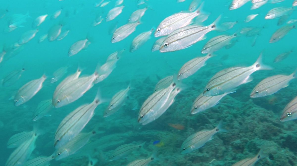 Images of a Primeval Underwater Forest Revealed | Live Science