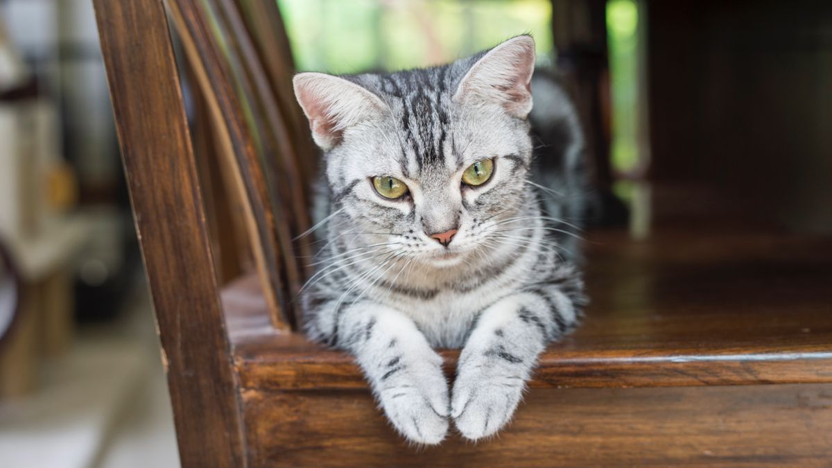 32 best cats for seniors | PetsRadar