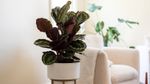 How to revive dried-out plants: to bring them back to life | Homes and ...