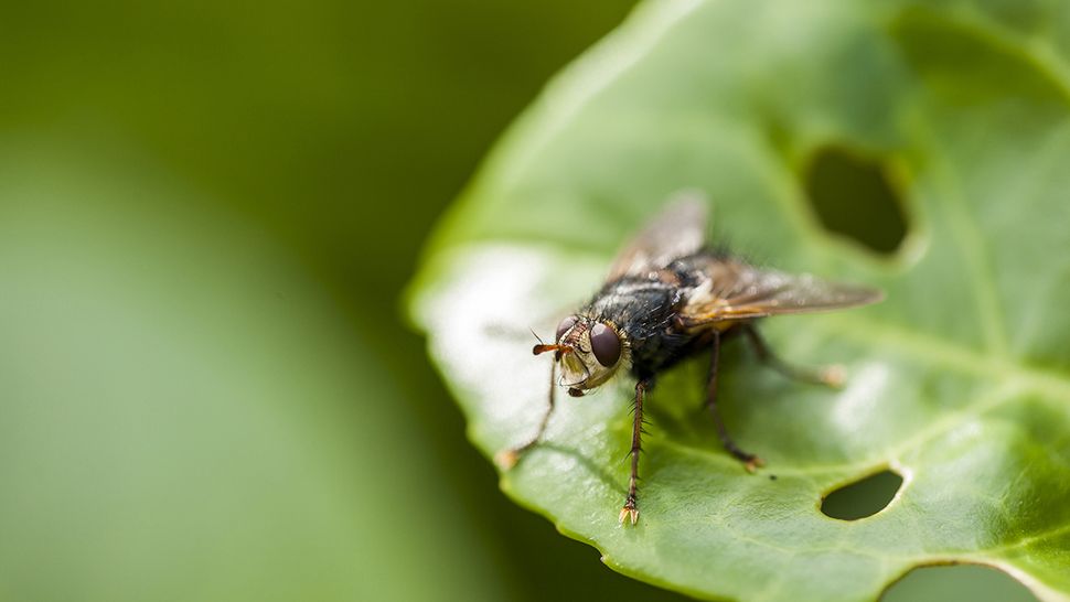 Macro photography: five ways to focus your close-up shots | TechRadar