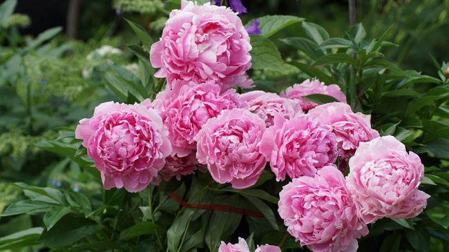 7 plants that grow back every year | Tom's Guide