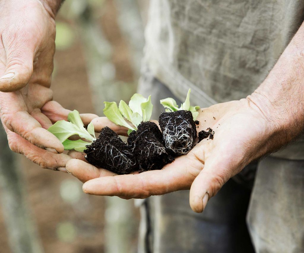 How and when to transplant seedlings: expert advice | Homes and Gardens