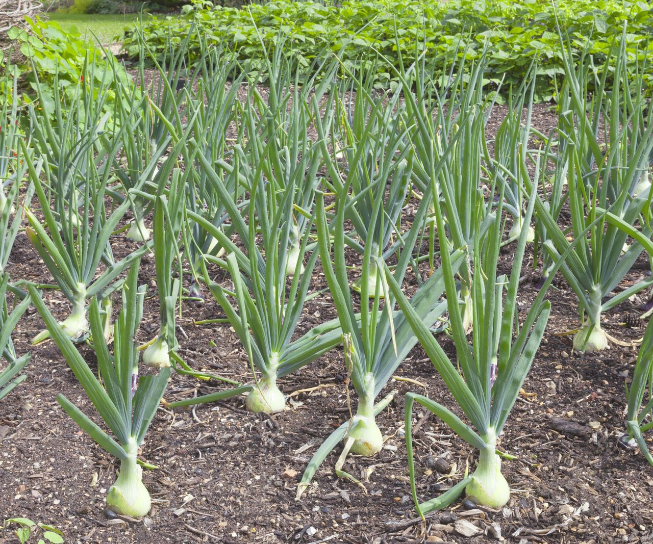 How to grow bigger onions - expert tips for large bulbs | Homes and Gardens