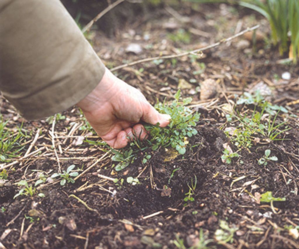 How to kill weeds but not grass: experts recommend 9 methods | Homes ...