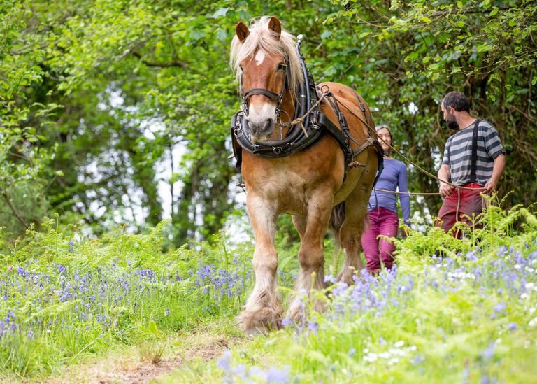 Meet the animals who sustainably work Britain's most beautiful ...