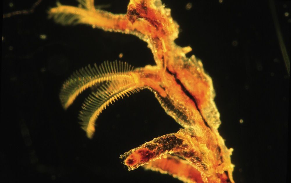 Image Gallery: A Worm Missing Link | Acorn Worms | Live Science