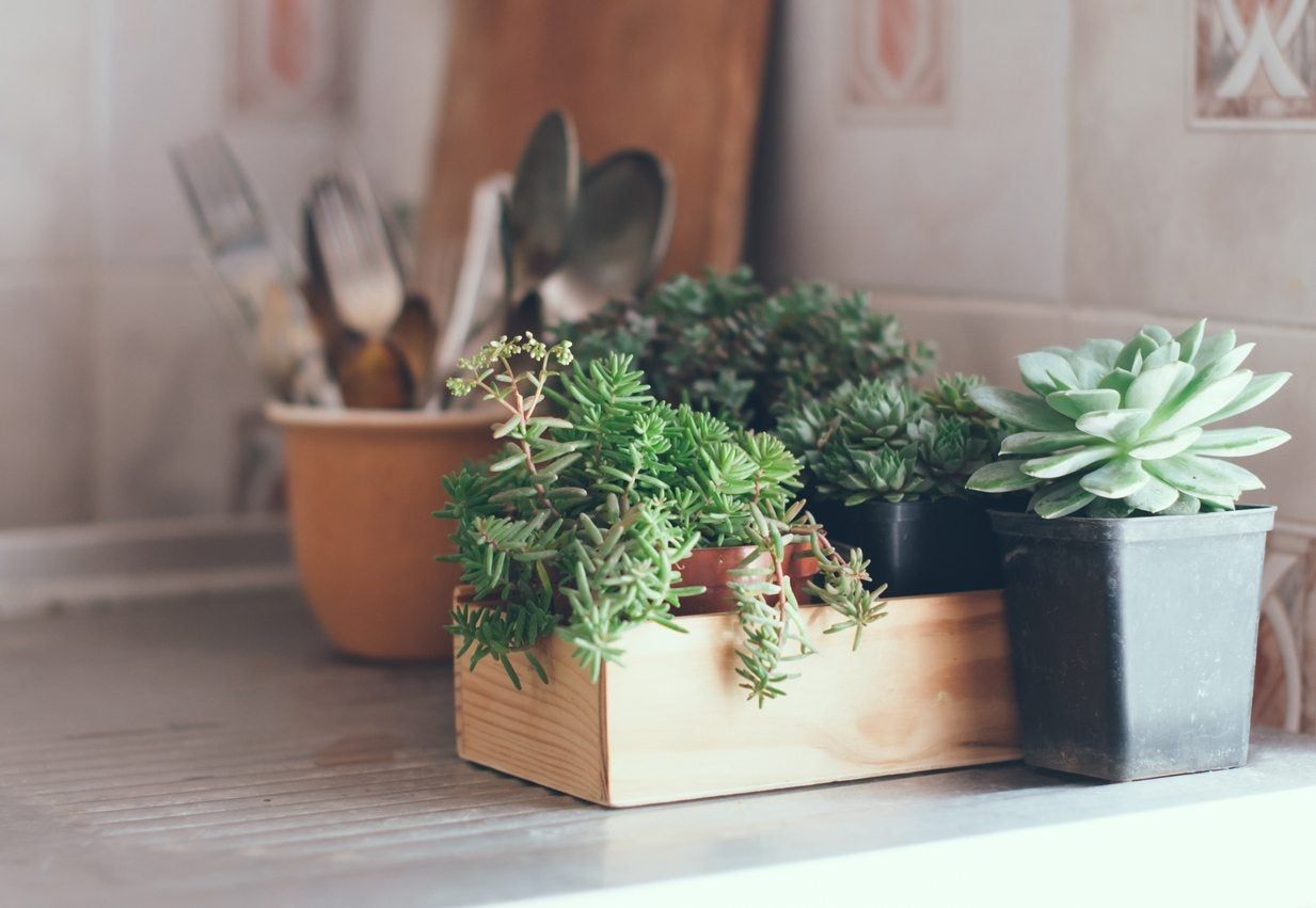 Houseplants For The Kitchen - Tips For Growing Plants In The Kitchen ...