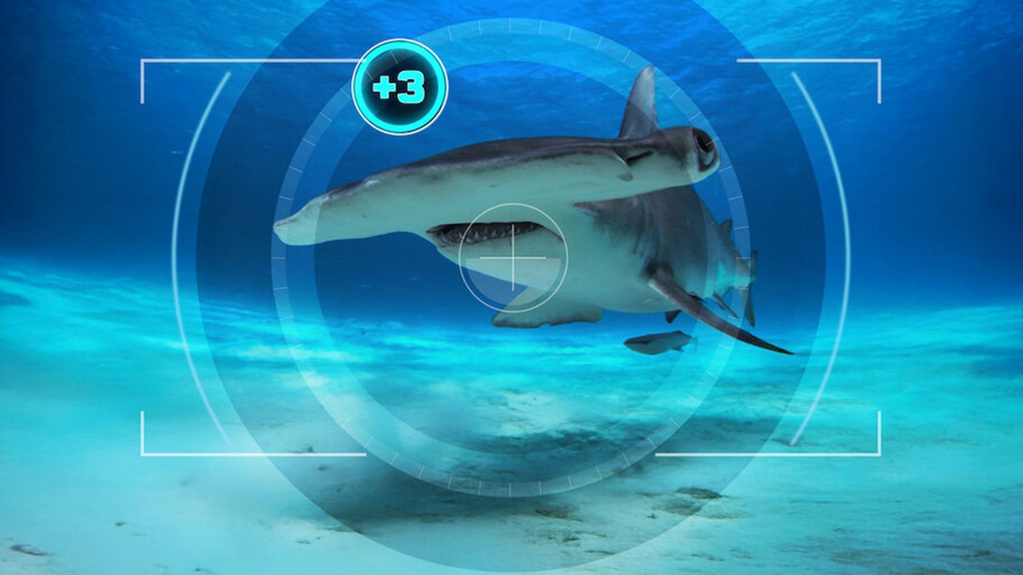 Netflix competition All the Sharks premieres this weekend | What to Watch