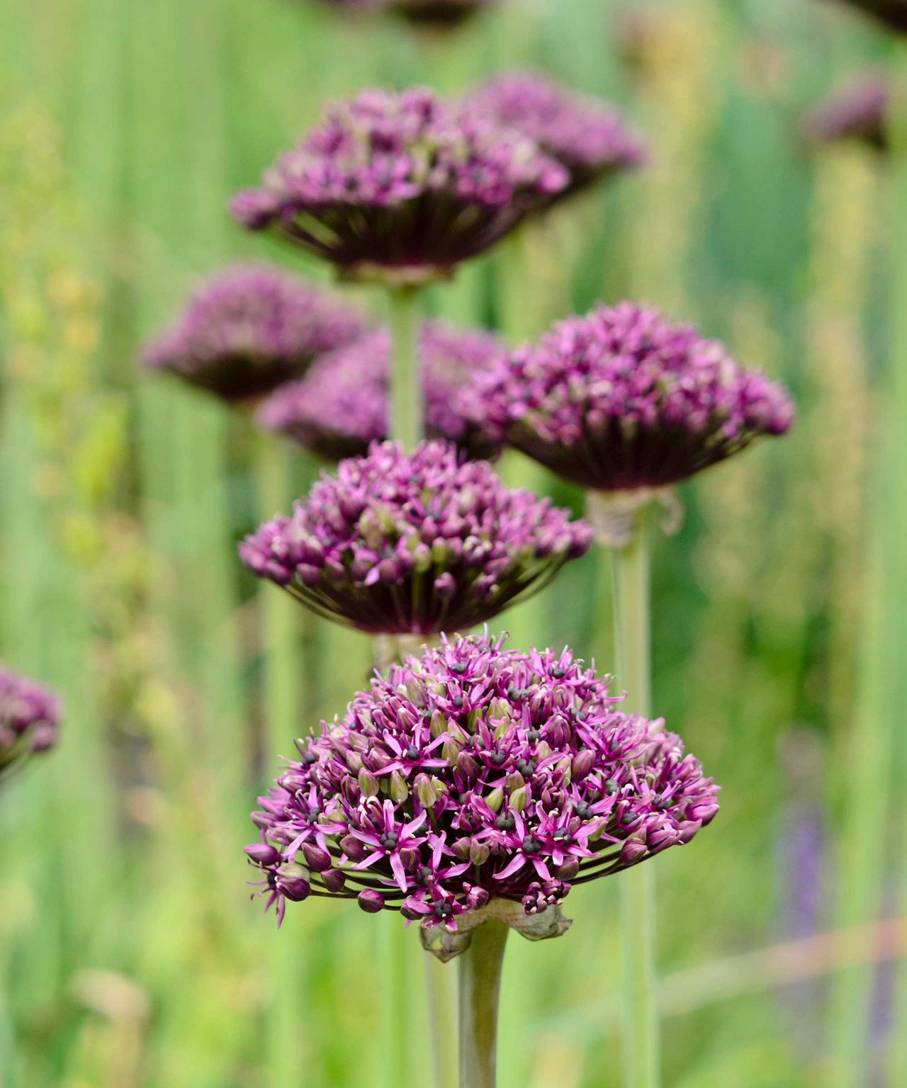 Types of alliums: 15 beautiful bulbs for your garden | Gardeningetc