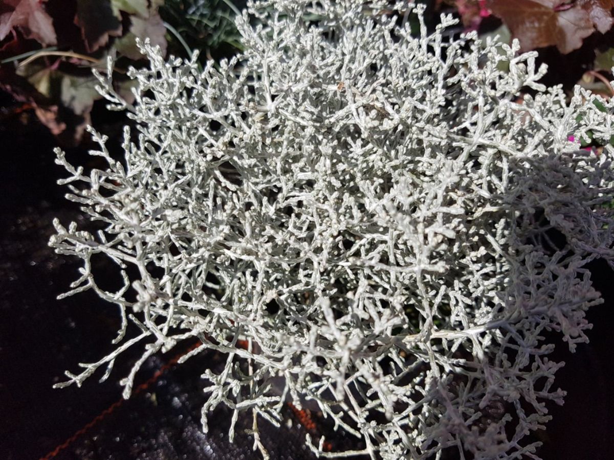 Cushion Bush Growing Conditions - Silver Cushion Bush Care And ...