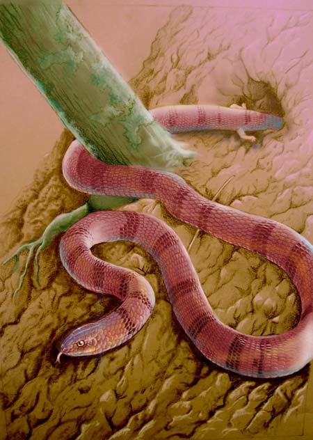 Millions of Years Ago, Snakes Were Hip | Live Science