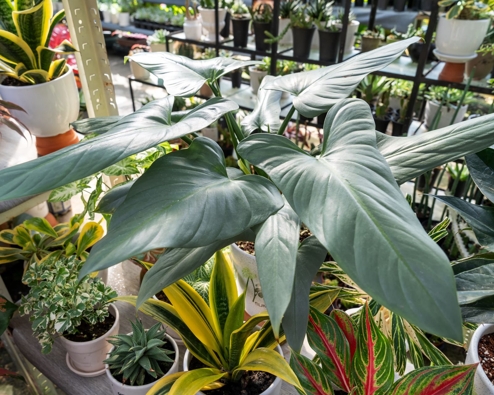 Should You Really Move Houseplants Outdoors In Summer? Learn The Truth ...