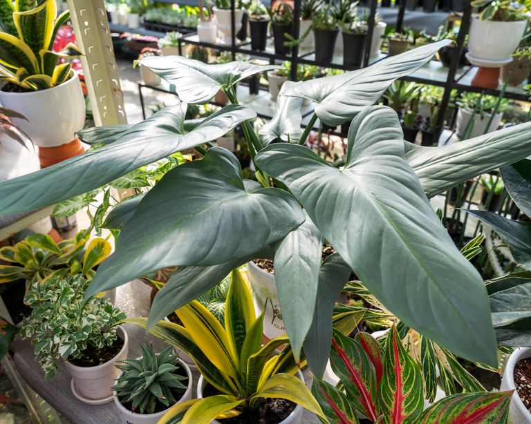 Should You Really Move Houseplants Outdoors In Summer? Learn The Truth ...