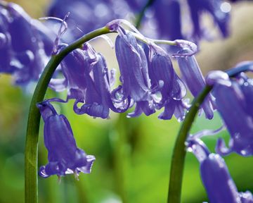 How to grow bluebells | Homes and Gardens