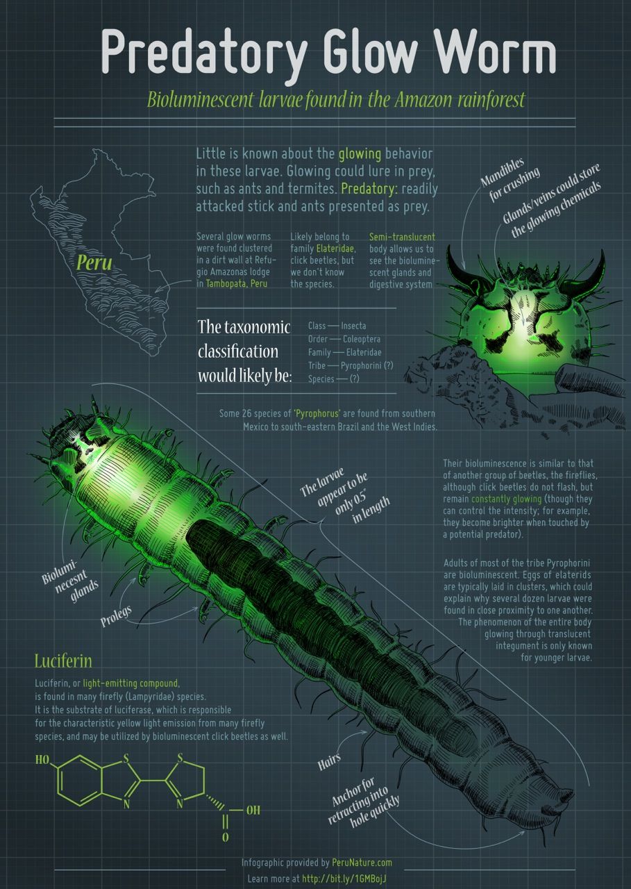 Photos: A Green Glow Worm from the Amazon | Live Science