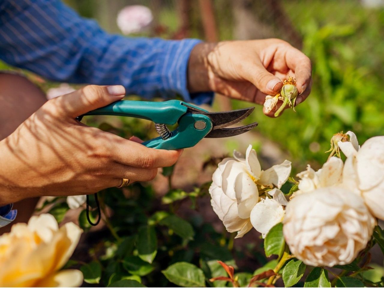 Deadheading Plants: How To Deadhead Flowers For More Blooms | Gardening ...