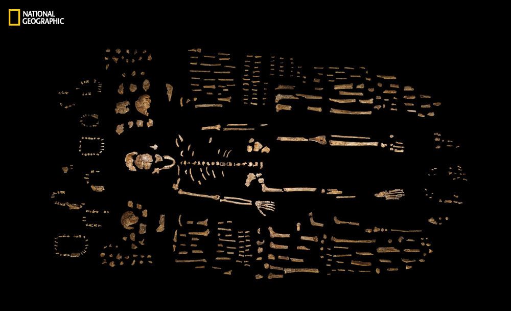 Homo Naledi in Photos: Images of the Small-Brained Human Relative ...