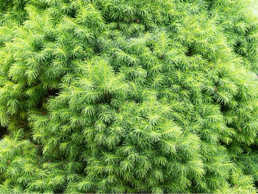 Dwarf Norway Spruce Varieties - What Is A Bird's Nest Spruce ...