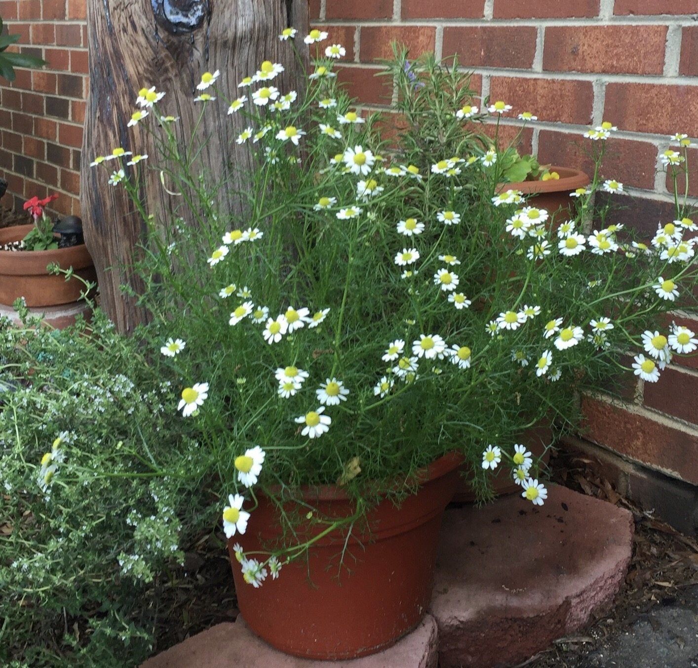 Container Grown Chamomile: Growing Chamomile In A Pot | Gardening Know How