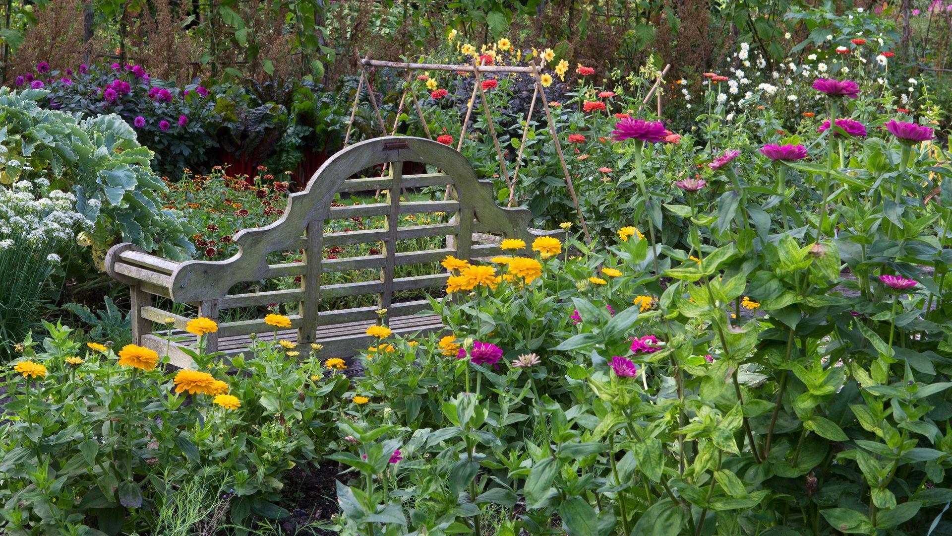 Plants for pollinators: 10 of the best for a blooming garden | Homes ...