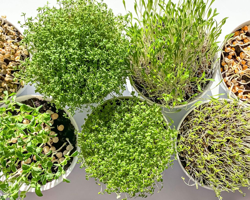 How to grow bean sprouts: simple tips for growing them at home ...