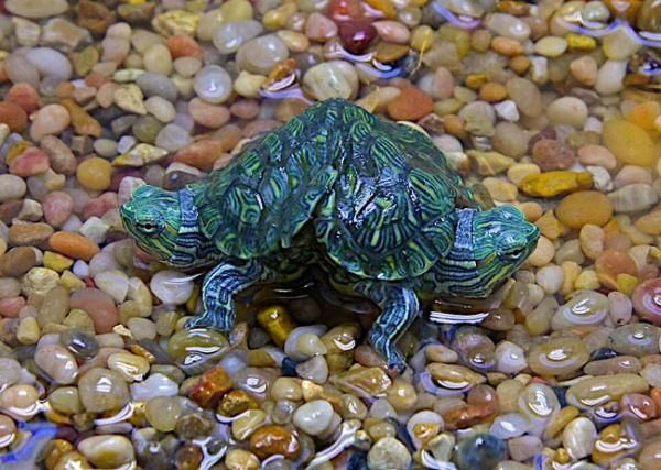 In Photos: The World's Freakiest Looking Animals | Live Science