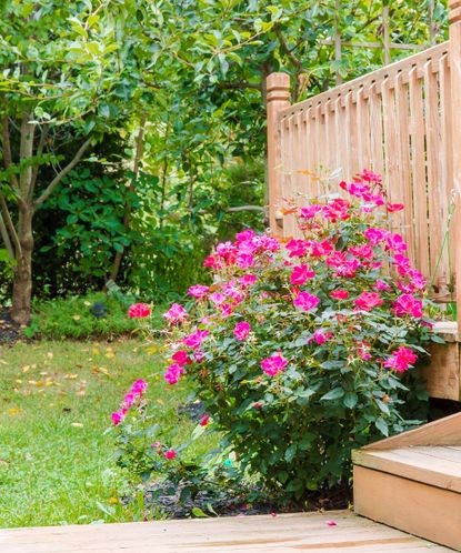 How to care for Knock Out roses - tips for healthy shrubs | Homes and ...