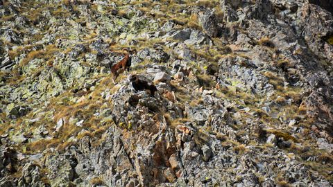 Camouflaged animals are hiding in every one of these photos — can you ...