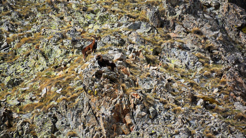Camouflaged animals are hiding in every one of these photos — can you ...