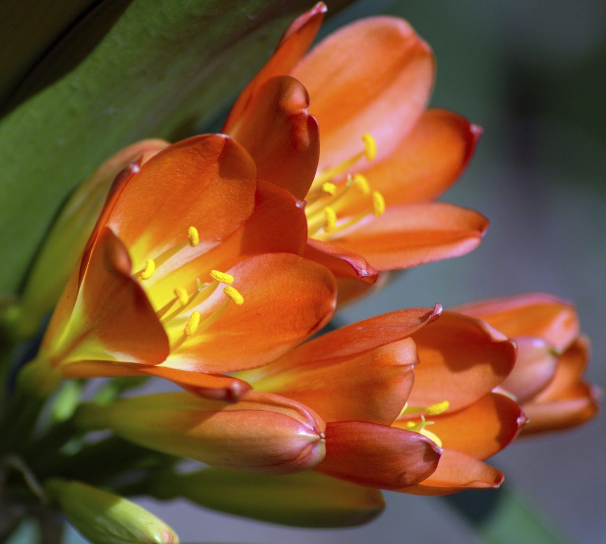 Forcing Clivia To Bloom - Learn How To Make A Clivia Rebloom ...