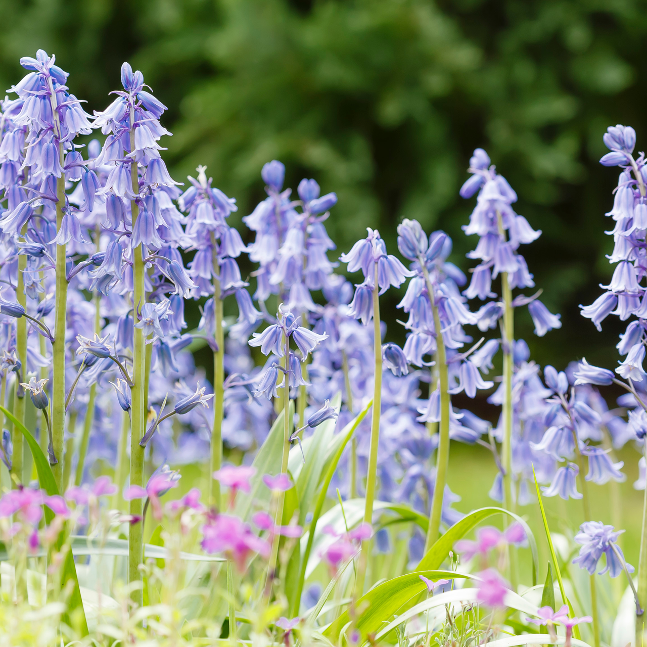The invasive plant posing a threat to the UK's bluebells | Ideal Home