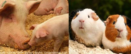 Way Found to Gauge Pig's Happiness | Live Science