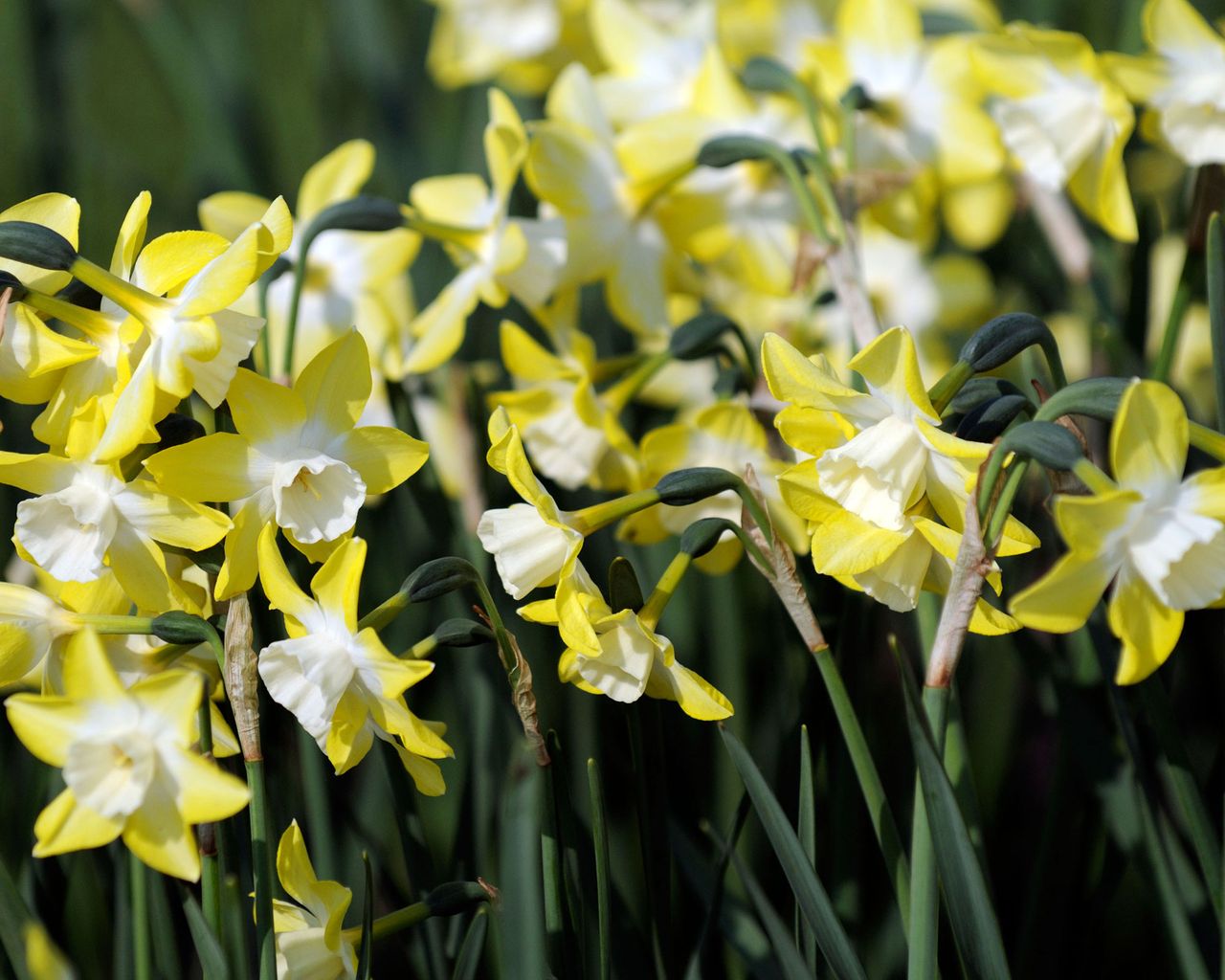 How and when to plant daffodil bulbs for spring flowers | Gardeningetc